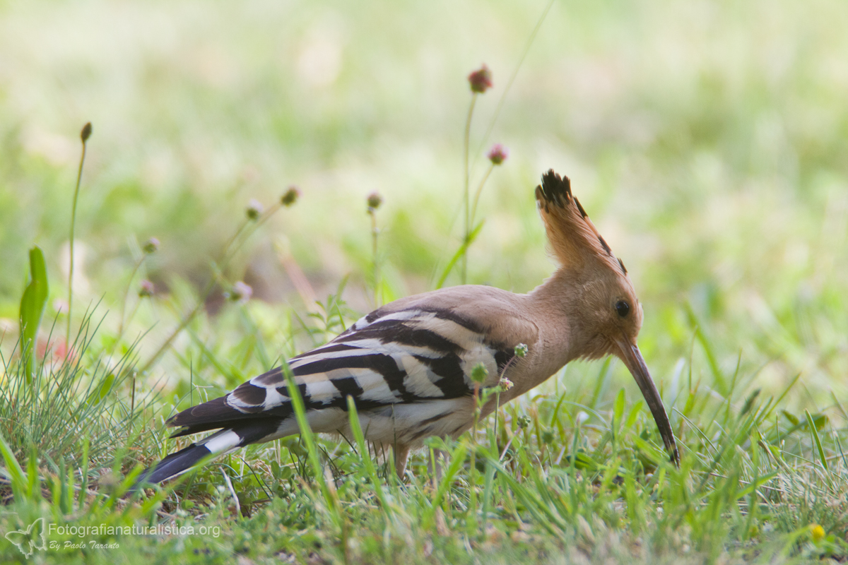 Fotografia naturalistica - fotografie Upupa (Upupa epops) - Hoopoe