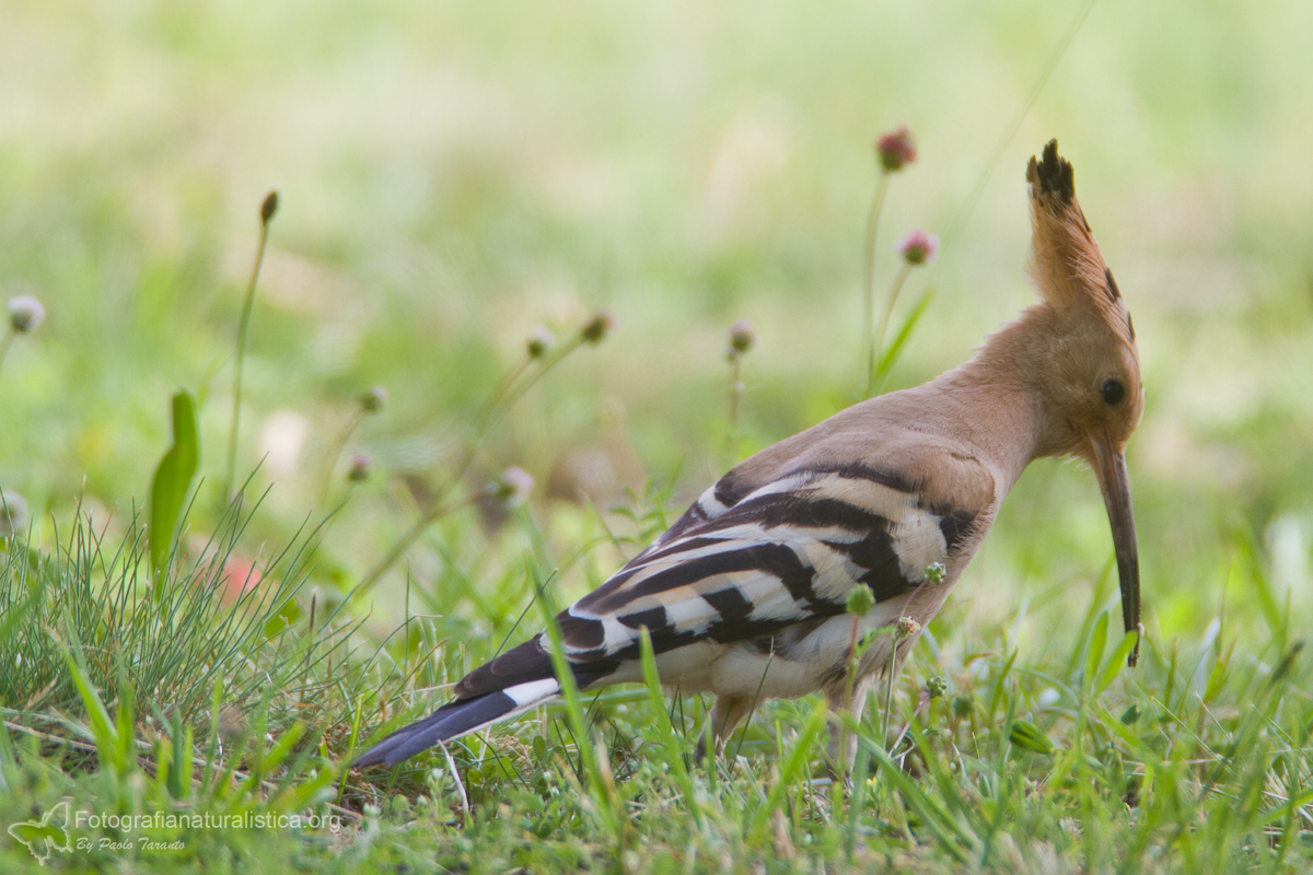 Fotografia naturalistica - fotografie Upupa (Upupa epops) - Hoopoe